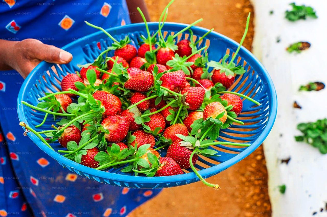 Strawberry Farm Nuwara Eliya | MySL Travel Official Website - Sri Lanka ...